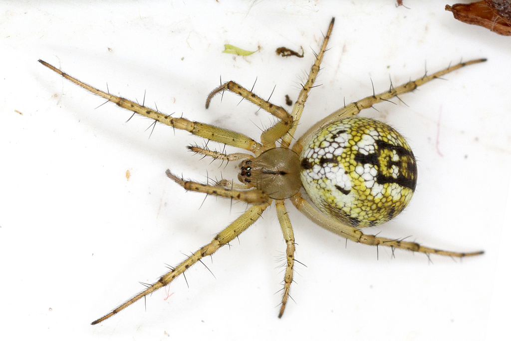 Cricket-bat Orbweaver from Austria, Styria, Altarm Hainersdorf, T16 on ...