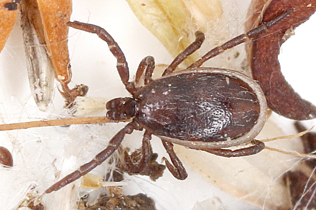 Castor Bean Tick from Austria, Styria, Altarm Hainersdorf, T16 on June ...