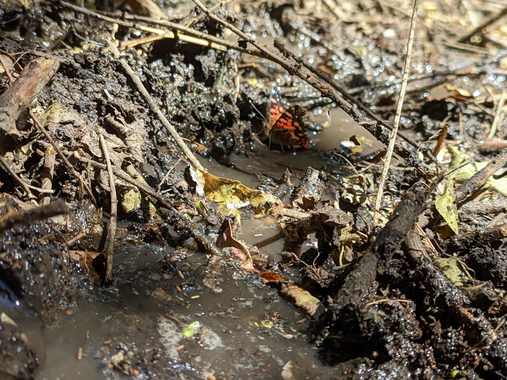 Chilean Lady from Viña del Mar, Valparaíso, Chile on December 13, 2022 ...