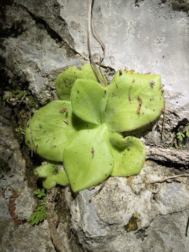 (Pinguicula colimensis) - Botanical Realm