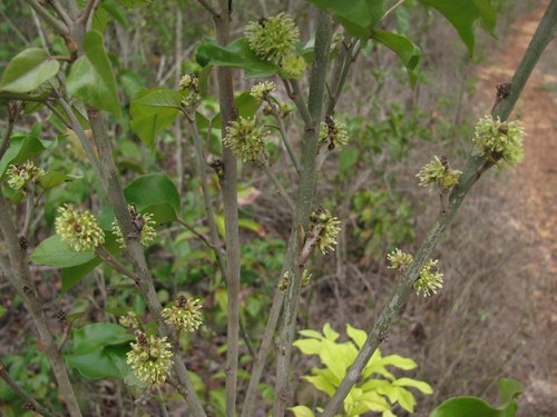 Iik che' (Croton icche)