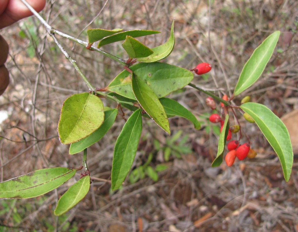Crossopetalum gaumeri from El Zapotal, Yucatán on June 15, 2011 by ...