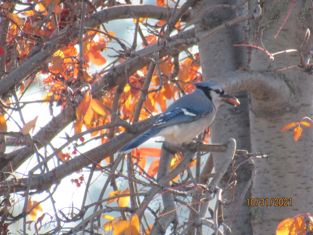 Blue Jay from Eureka on October 31, 2021 at 02:47 PM by Michael Jacob ...