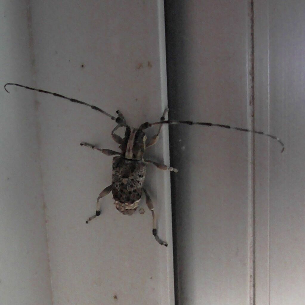 Meton tropicus from Watsonville QLD 4887, Australia on December 18 ...
