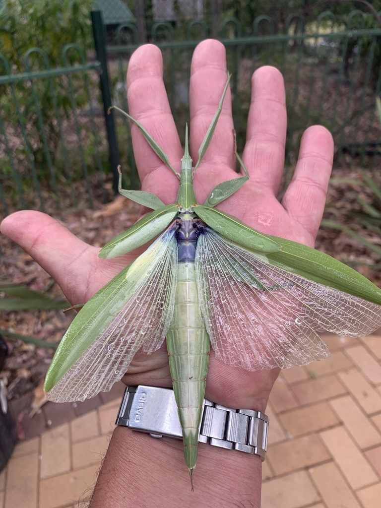 Children’s Stick Insect from Princes Highway, Narooma, NSW, AU on ...