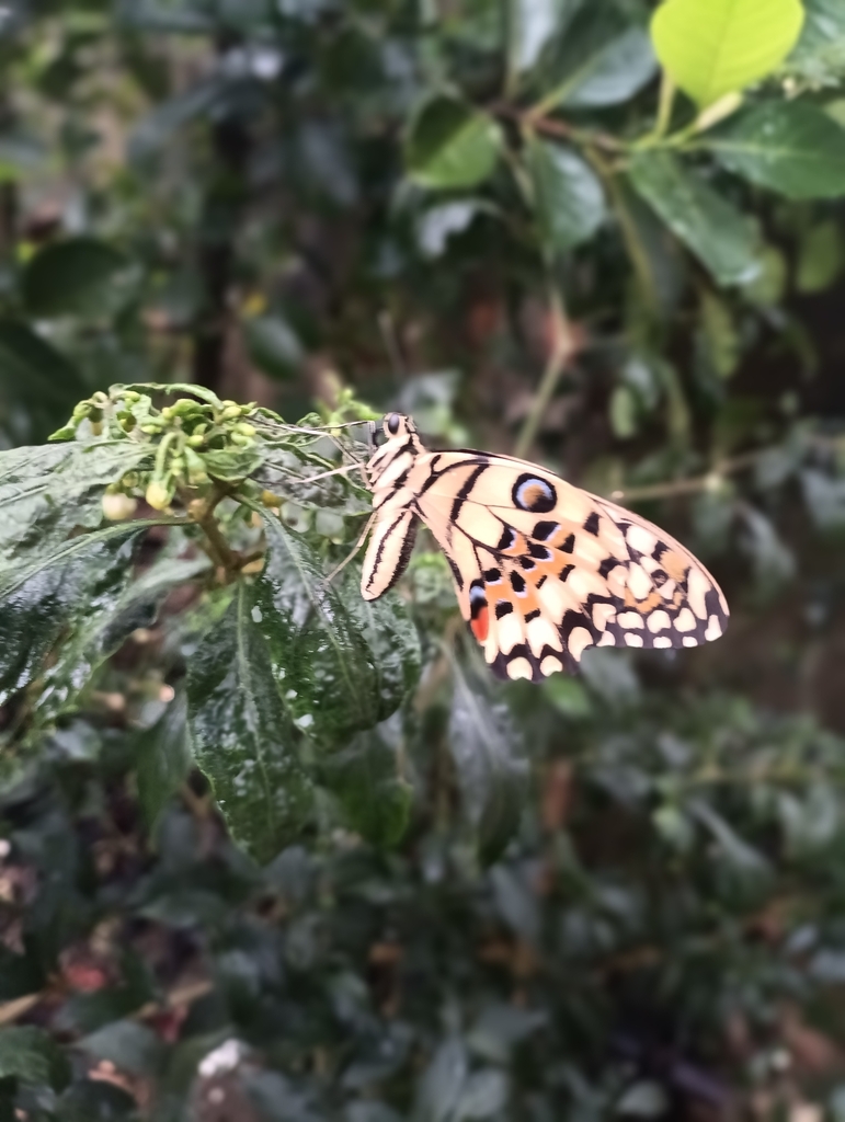 Lime Swallowtail from 8X2X+77Q Haven Of Peace Memorial Garden, Lapu ...