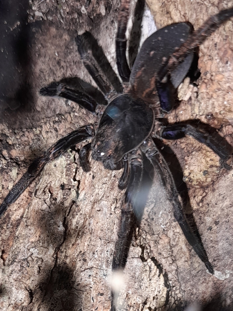 Vagrant Spiders from Warkworth on December 19, 2022 at 09:55 PM by ...