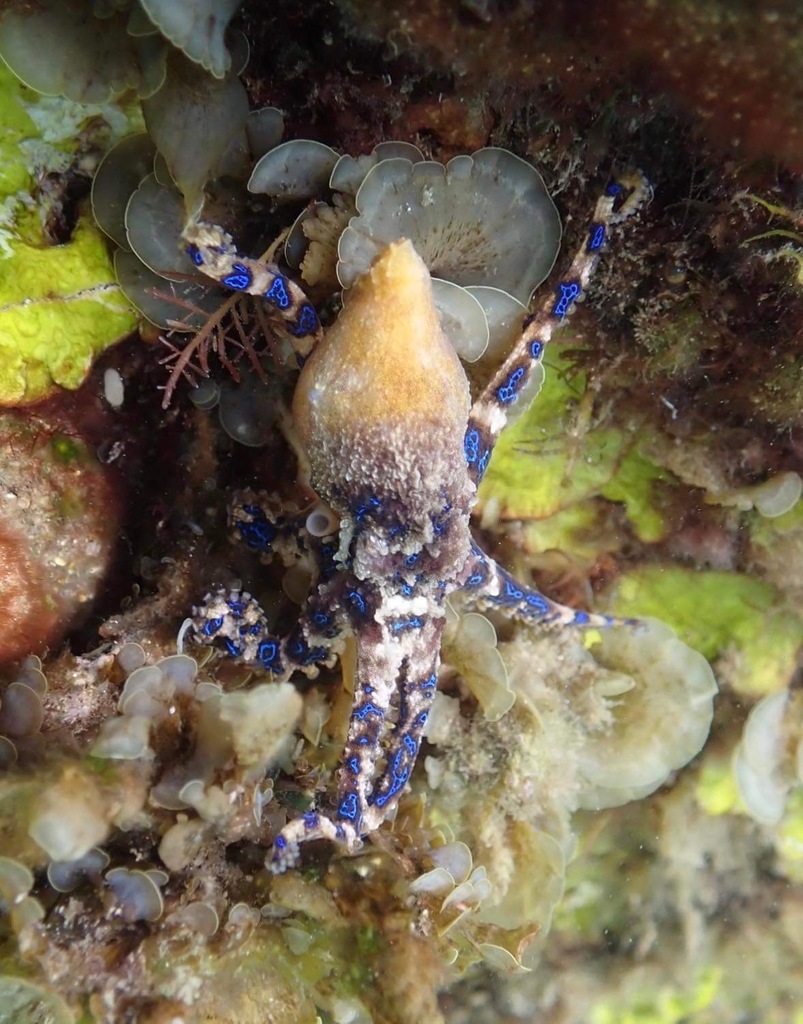 Blue-lined Octopus from Shelly Beach Cronulla NSW 2230, Australia on ...