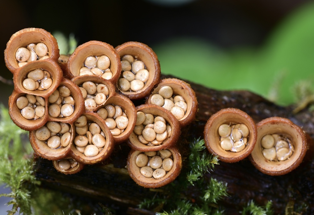 common bird's nest fungus from NF-2500, Florence, OR 97439, USA on ...