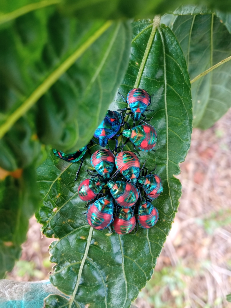 Hibiscus Harlequin Bug from Birtinya QLD 4575, Australia on December 20 ...