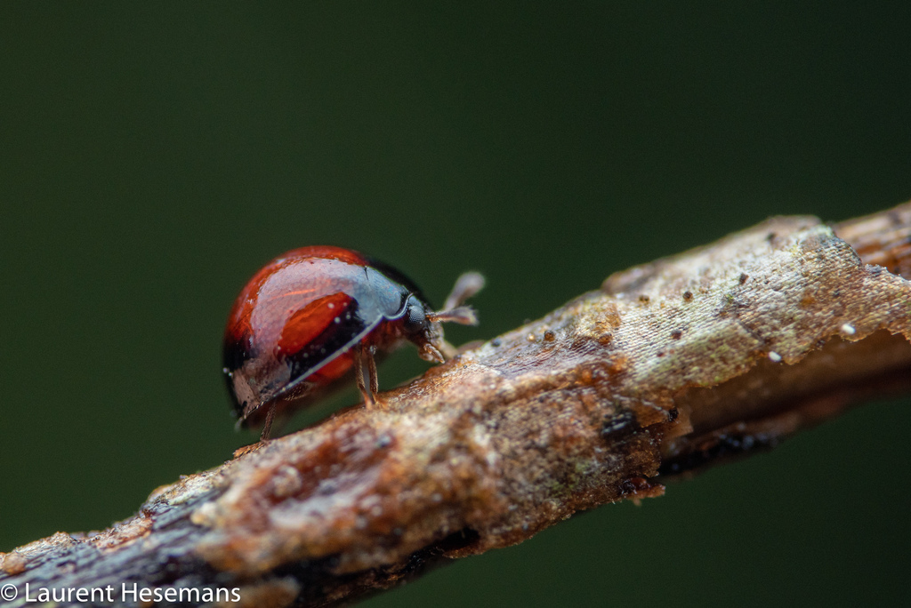 Cucujiform Beetles from San José Province, Pérez Zeledón, Costa Rica on ...