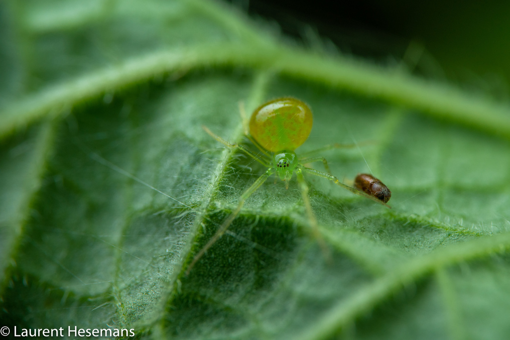 Cobweb Spiders from San José Province, Pérez Zeledón, Costa Rica on ...