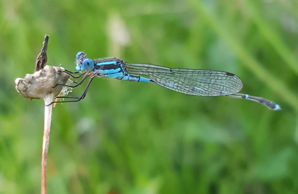 Wandering Ringtail from Melbourne on December 03, 2022 at 08:15 PM by ...