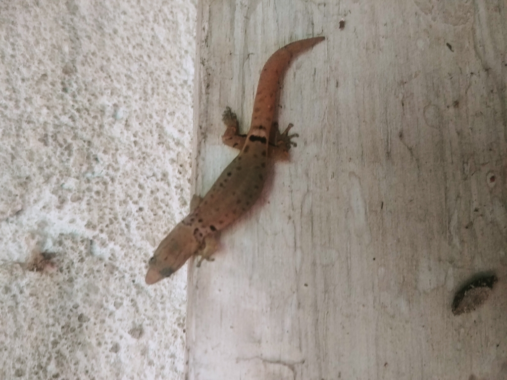 Sphaeros from Tatumbla, Honduras on October 07, 2022 at 10:40 AM by ...