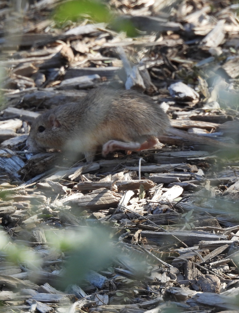 Desert Pocket Mouse from S Abrego Dr, Green Valley, AZ, US on December ...