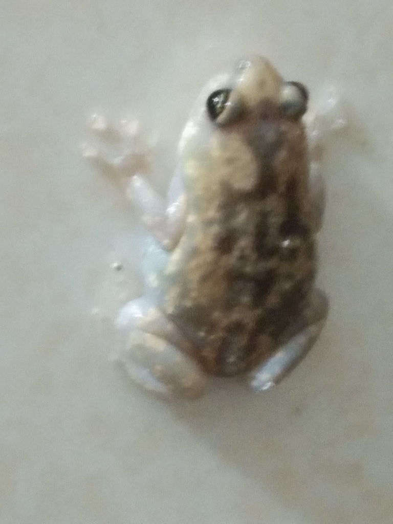 White-bellied pug-snout frog from Sri sai ram towers,Road no.1,near R.T ...