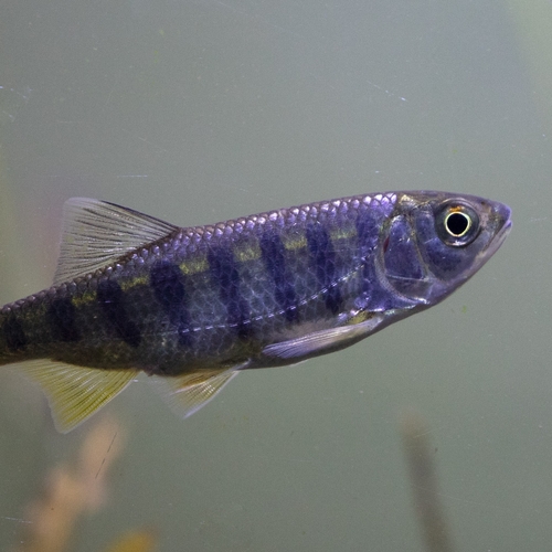 Opsarius putaoensis · iNaturalist