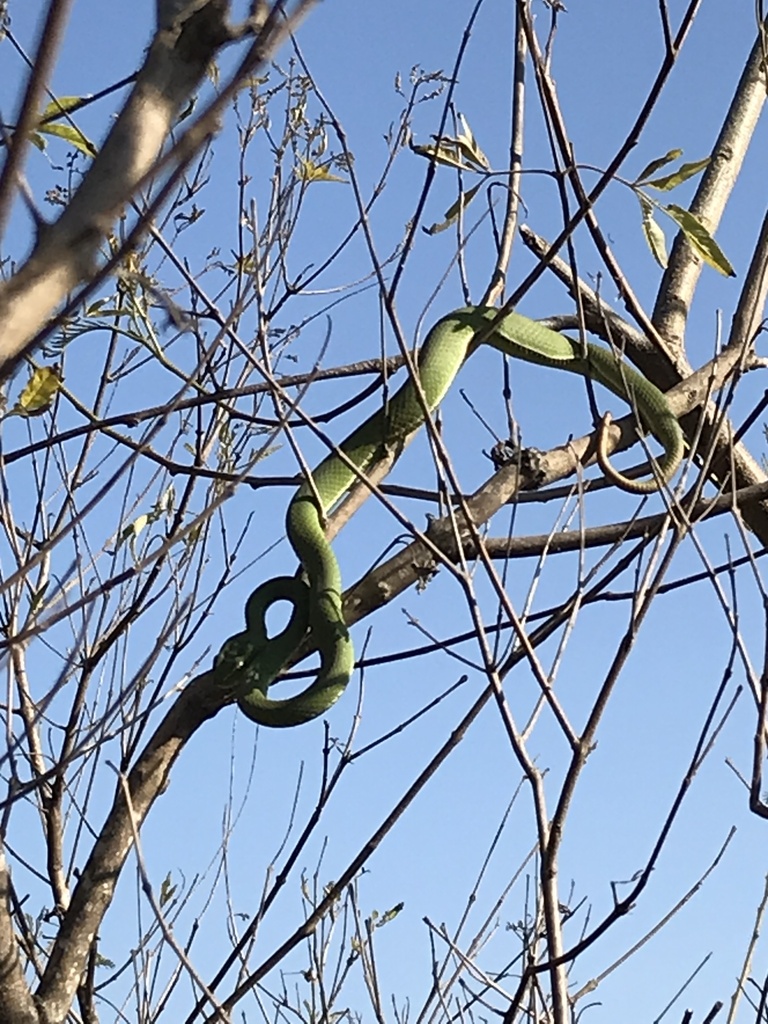 Chinese Green Tree Viper from 壽山國家自然公園, TW on December 20, 2022 at 09: ...