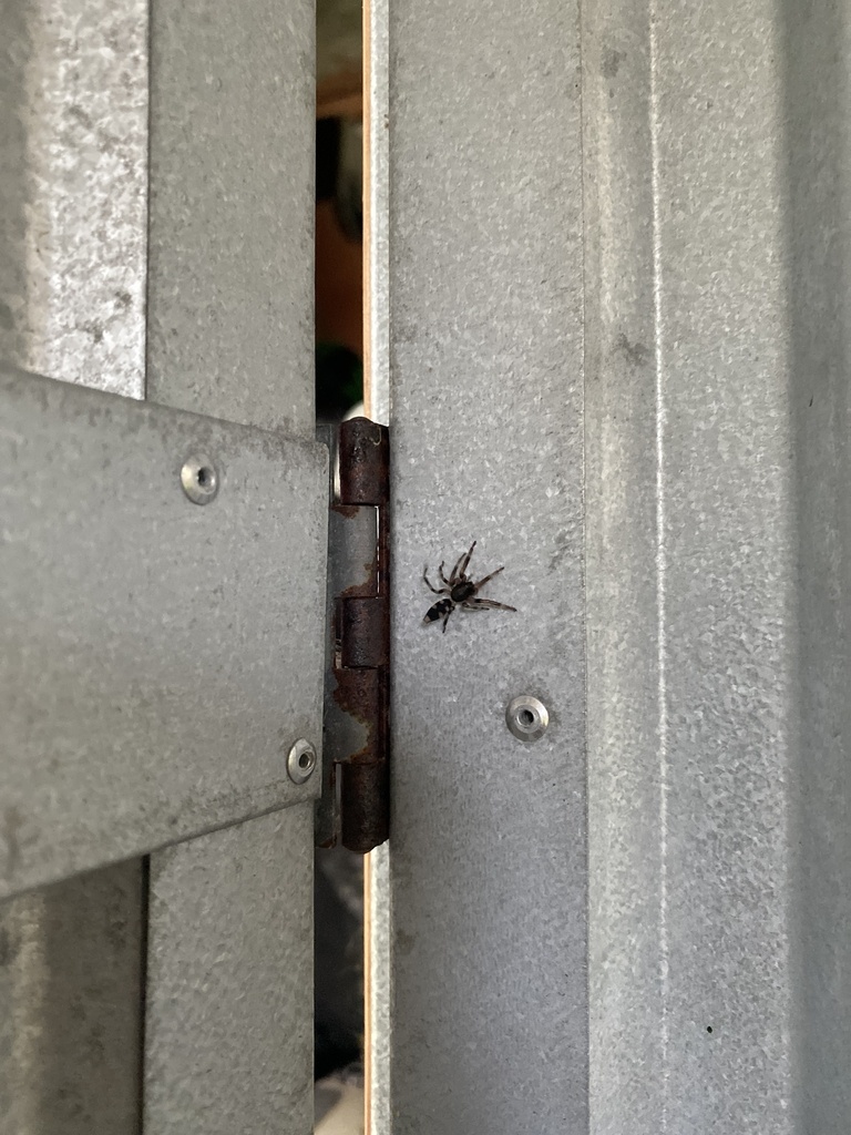 Eastern White-tail Spider from North Island, Auckland, Auckland, NZ on ...