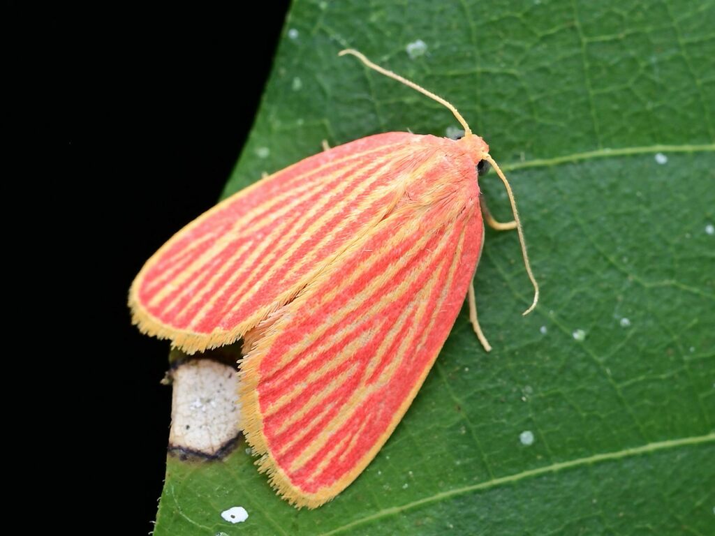 Stigmatophora roseivena from 中国云南省西双版纳傣族自治州勐腊县 on December 17, 2022 at ...