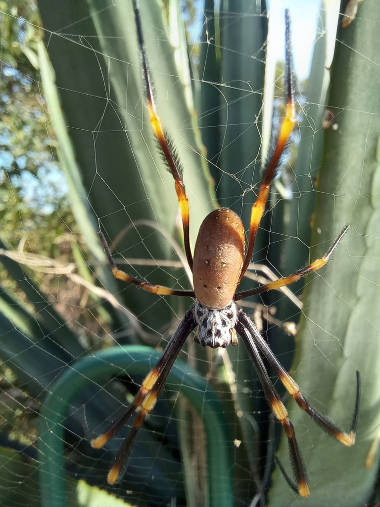 Tiger Spider from Moreton Bay, Australia on December 20, 2022 at 04:47 ...