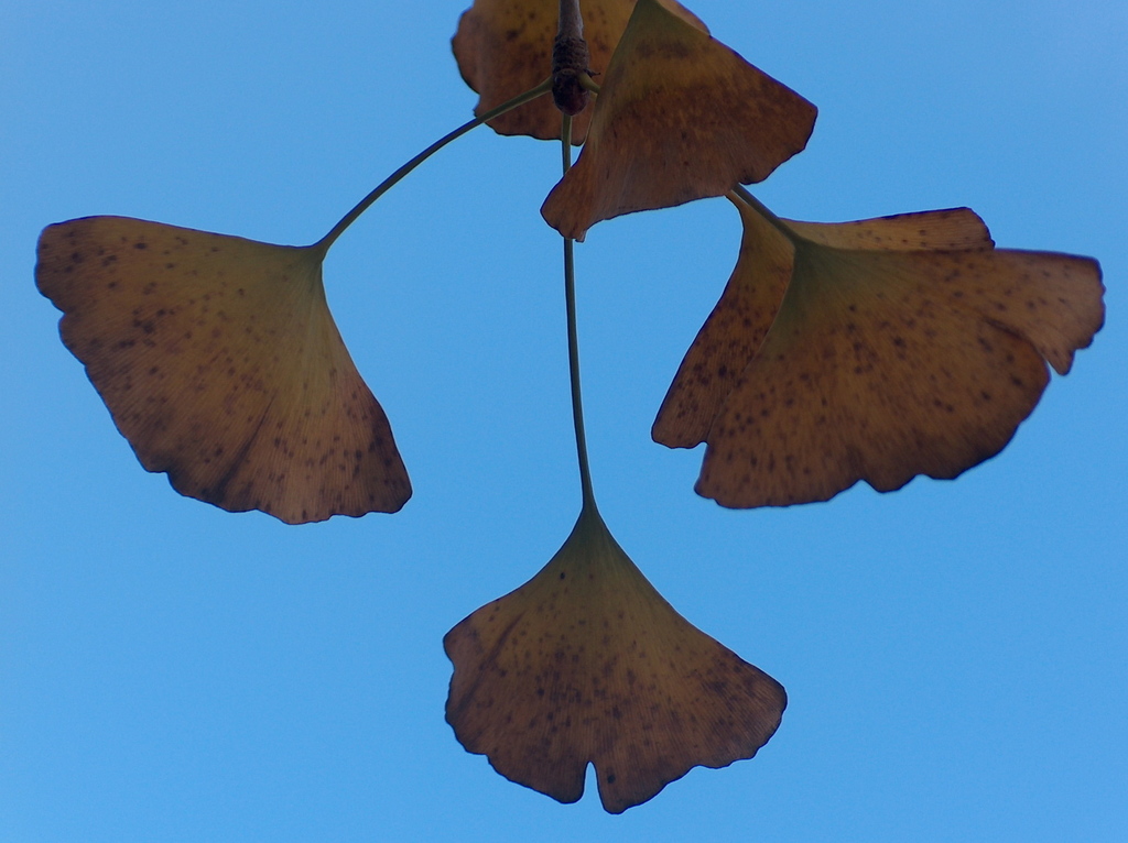 ginkgo from Tallahassee, FL, USA on November 17, 2005 by j_albright ...