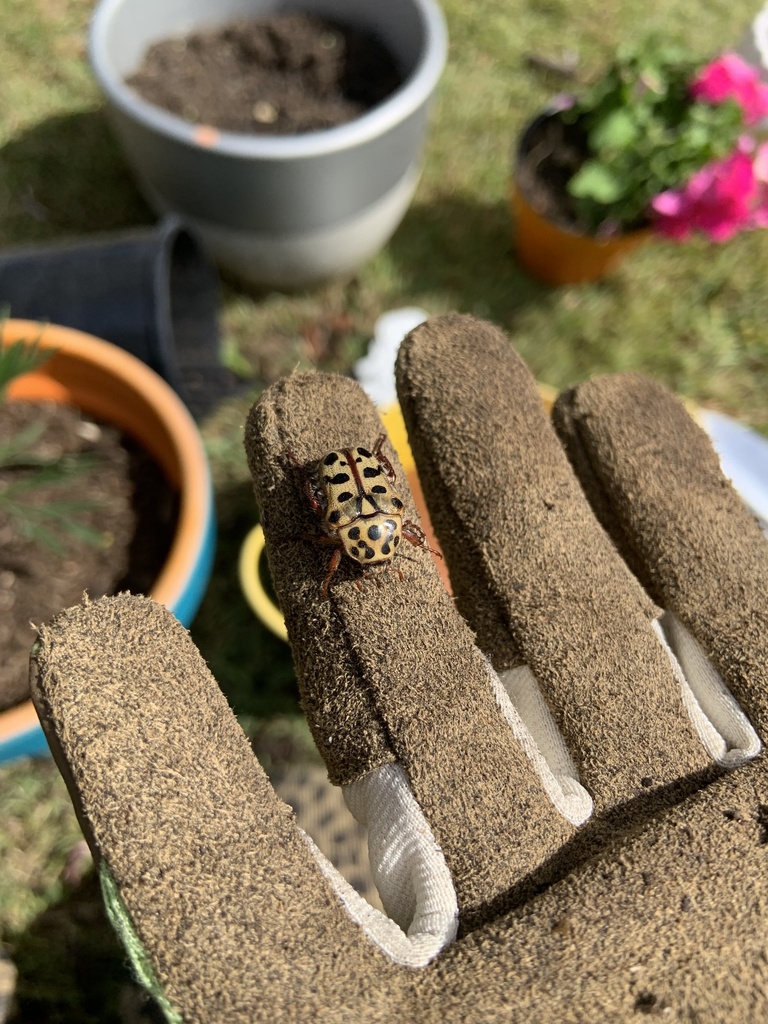 Punctate Flower Chafer from March Street Reserve, Kotara, NSW, AU on ...