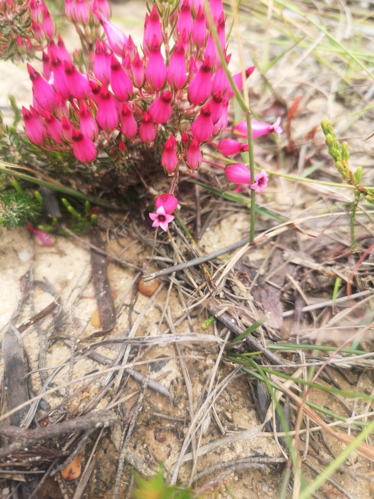 Heaths from Theewaterskloof Local Municipality, South Africa on ...