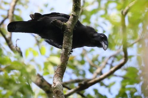 Cuervo de Flores (Corvus florensis) · Naturalista Costa Rica