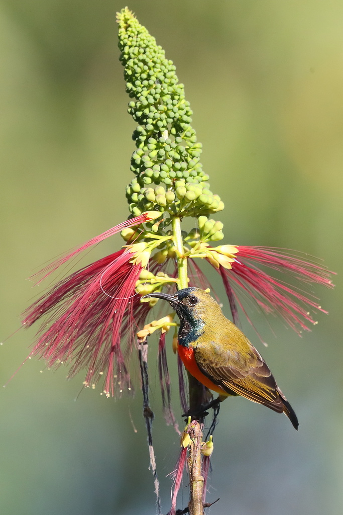 Flame-breasted Sunbird from Manggarai, Nusa Tenggara Oriental ...