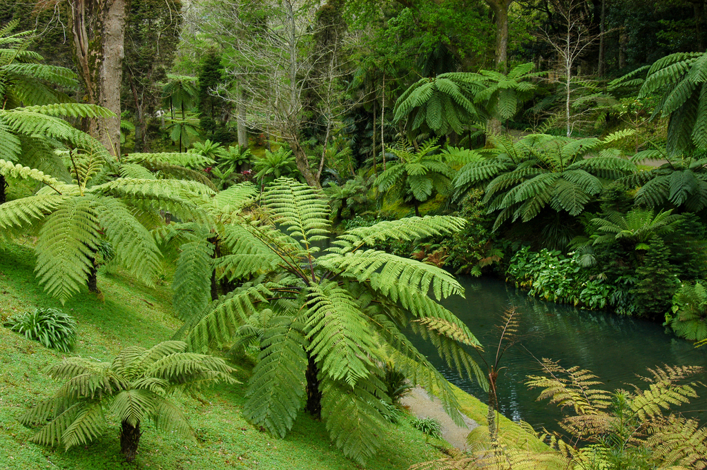 Scaly Tree Fern from 9675 Furnas, Portugal on April 9, 2004 at 04:04 PM ...