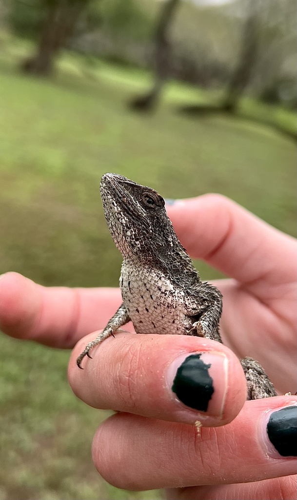 Prairie Lizard from Winner Close, Robstown, TX, US on December 19, 2022 ...