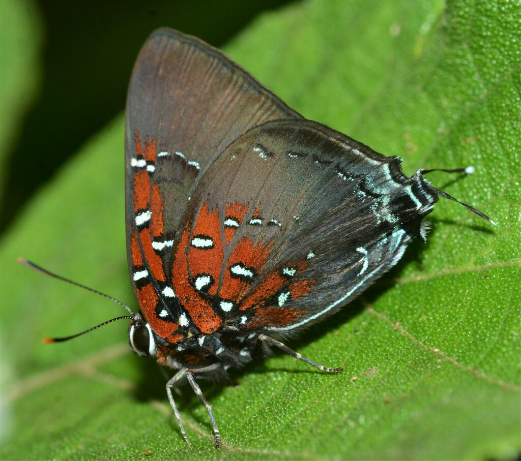 Brangas caranus from Banco da Vitória, Ilhéus - BA, Brasil on December ...