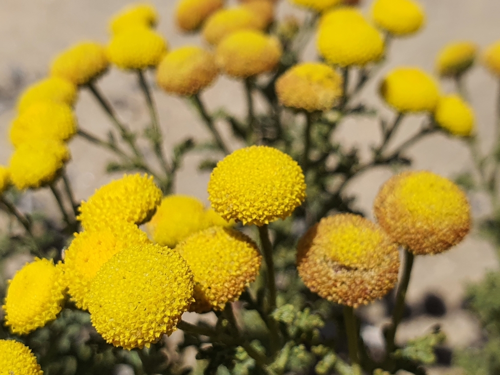 Foveolina dichotoma from Port Nolloth, 8280, South Africa on November ...