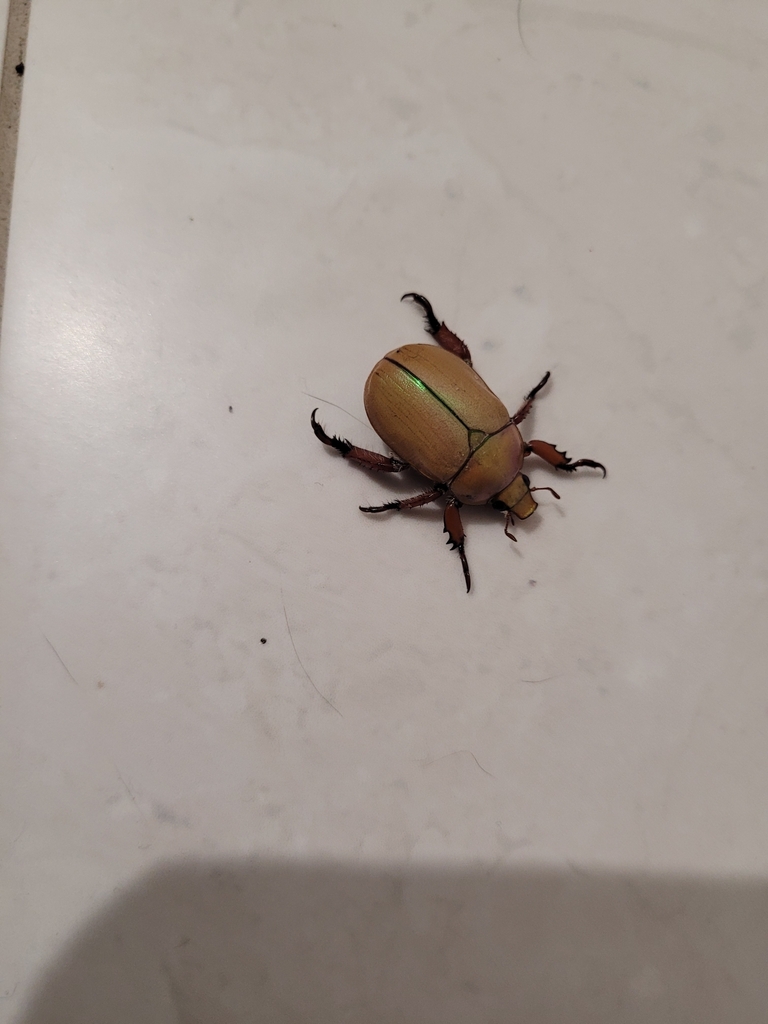 Anoplognathus montanus from Gemmells SA 5255, Australia on December 21 ...