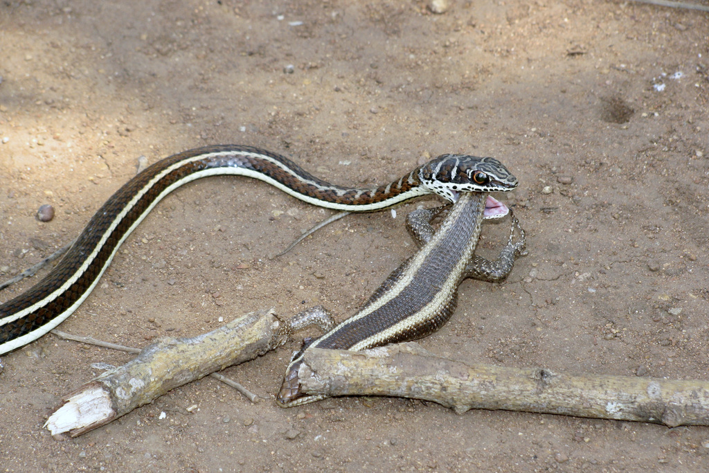 Stripe-bellied Sand Snake from Зулуленд, Южная Африка on October 16 ...