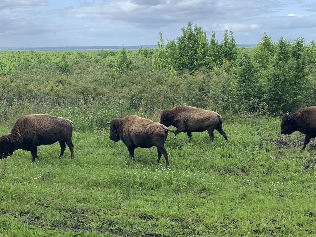 American Bison from Alachua County, FL, USA on April 22, 2022 at 05:15 ...