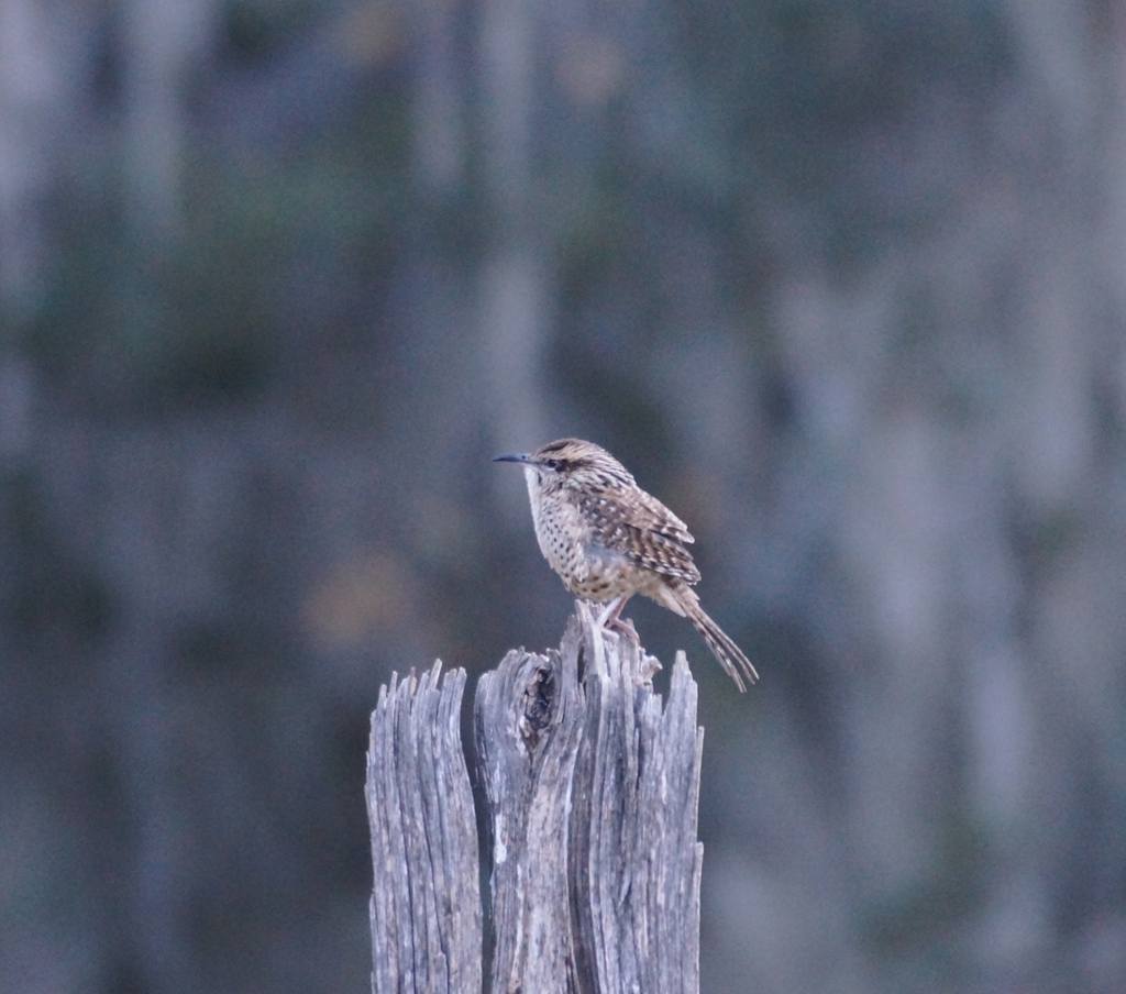 Spotted Wren from General Zaragoza, MX-NL, MX on December 16, 2022 at ...