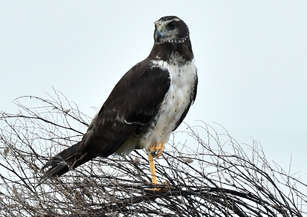 Long-winged Harrier from Charlieville, Trinidad and Tobago on July 01 ...
