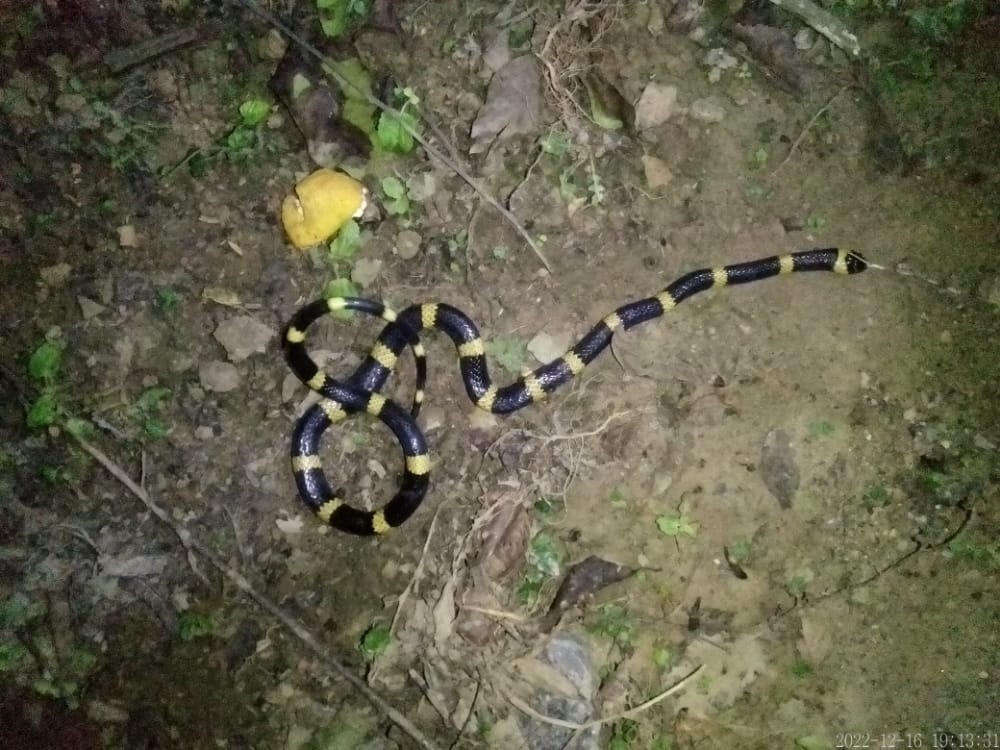 Terrestrial Snail Sucker from Chapulhuacán, Hidalgo, MX on December 20 ...