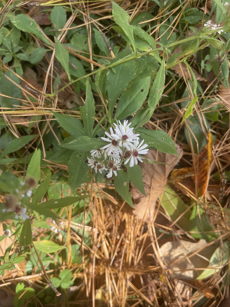 American asters from Lawrence Switch Rd, Jackson, TN, US on November 06 ...