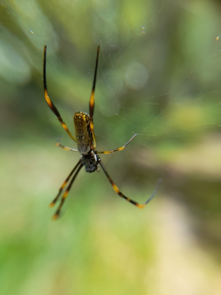 Tiger Spider from 479 Tagigan Road on December 21, 2022 at 12:23 PM by ...