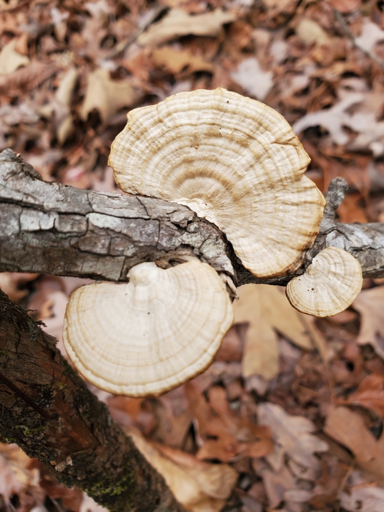 Thin-walled Maze Polypore from Lisa Drive on December 19, 2022 at 01:40 ...