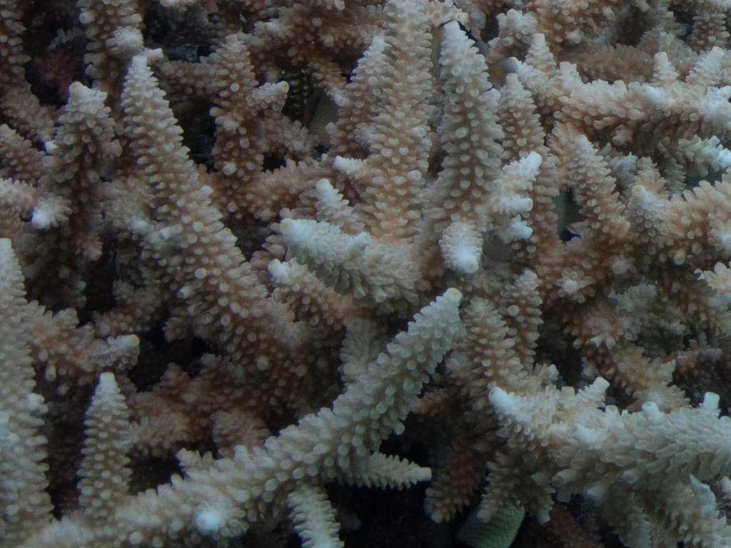 Acropora pulchra from Lizard QLD 4892, Australia on August 28, 2022 at ...