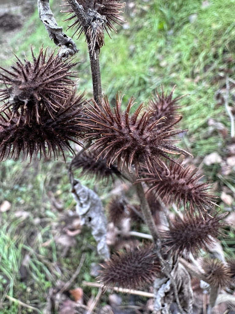rough cocklebur from Fréjus, Provence-Alpes-Côte d'Azur, FR on December ...