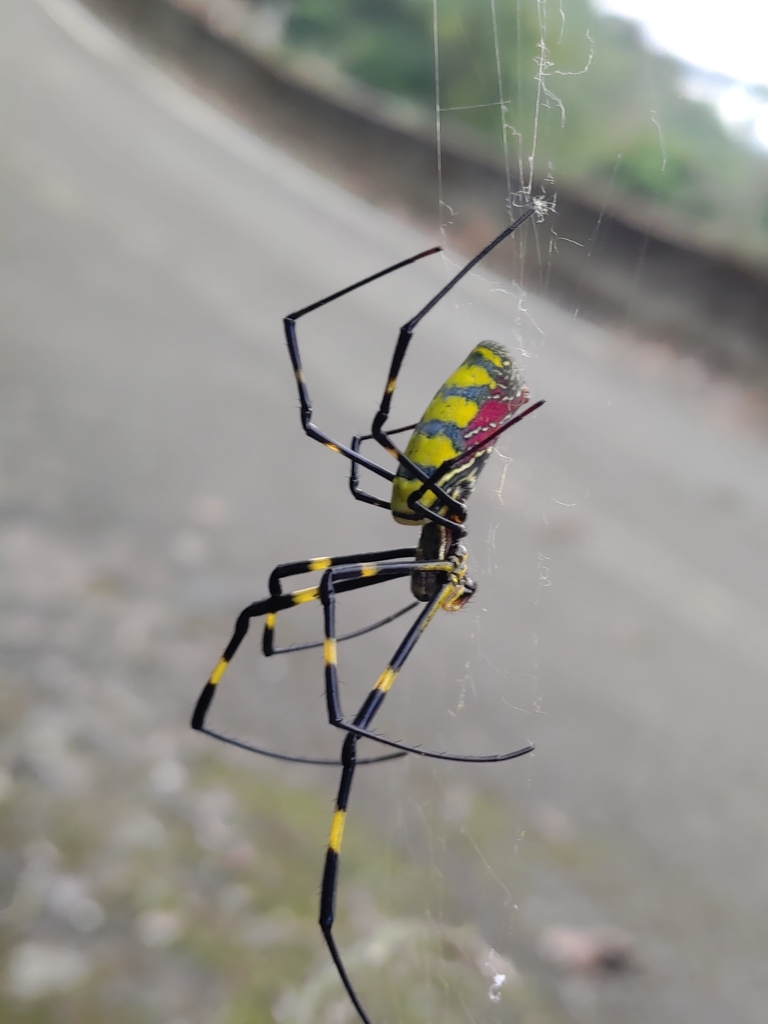 Joro Spider from 558台灣南投縣鹿谷鄉北勢溪 on December 21, 2022 at 03:59 PM by 古國順 ...
