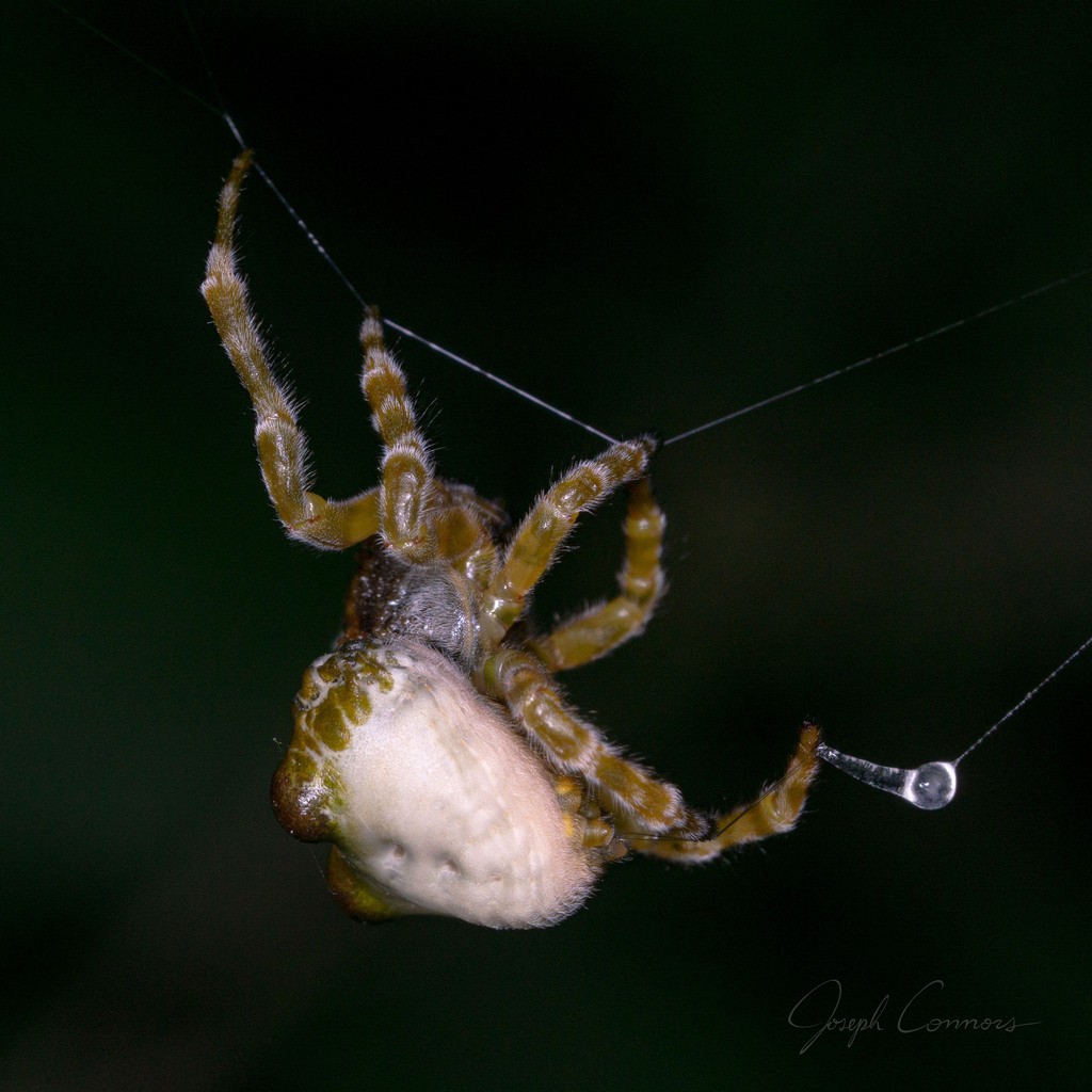 Southern Bolas Spider from Mission, TX, USA on December 11, 2022 at 11: ...