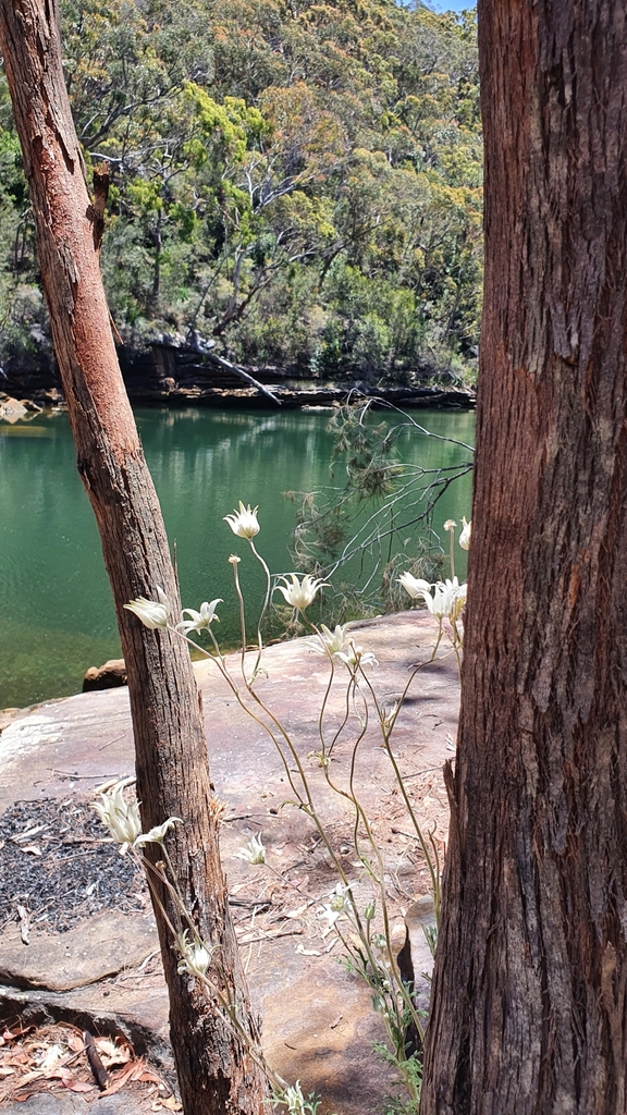 Flannel Flower from South West Arm Pool on December 21, 2022 at 12:20 ...