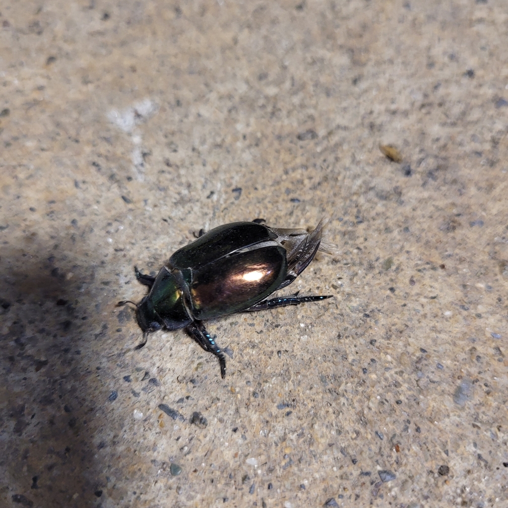 Repsimus aeneus from Glenugie NSW 2460, Australia on December 21, 2022 ...