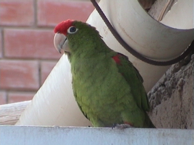 Scarlet-fronted Parakeet in June 2007 by Dr. Michael P. Braun · iNaturalist